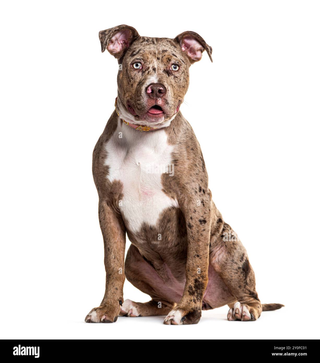 American Bully sitting on a white background and looking up forwards ...