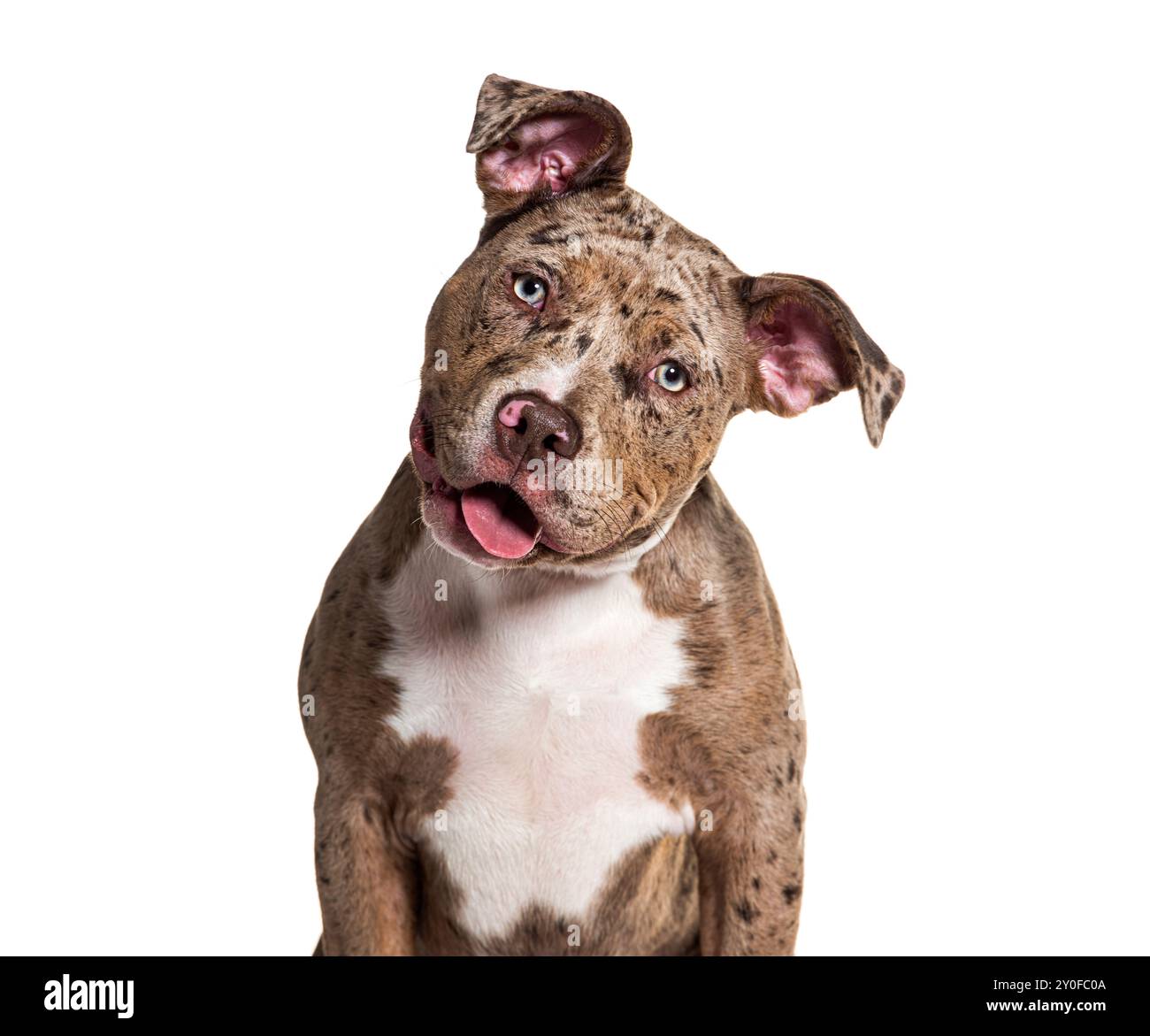 Head shot of a American Bully looking at camera Head tilted, isolated ...