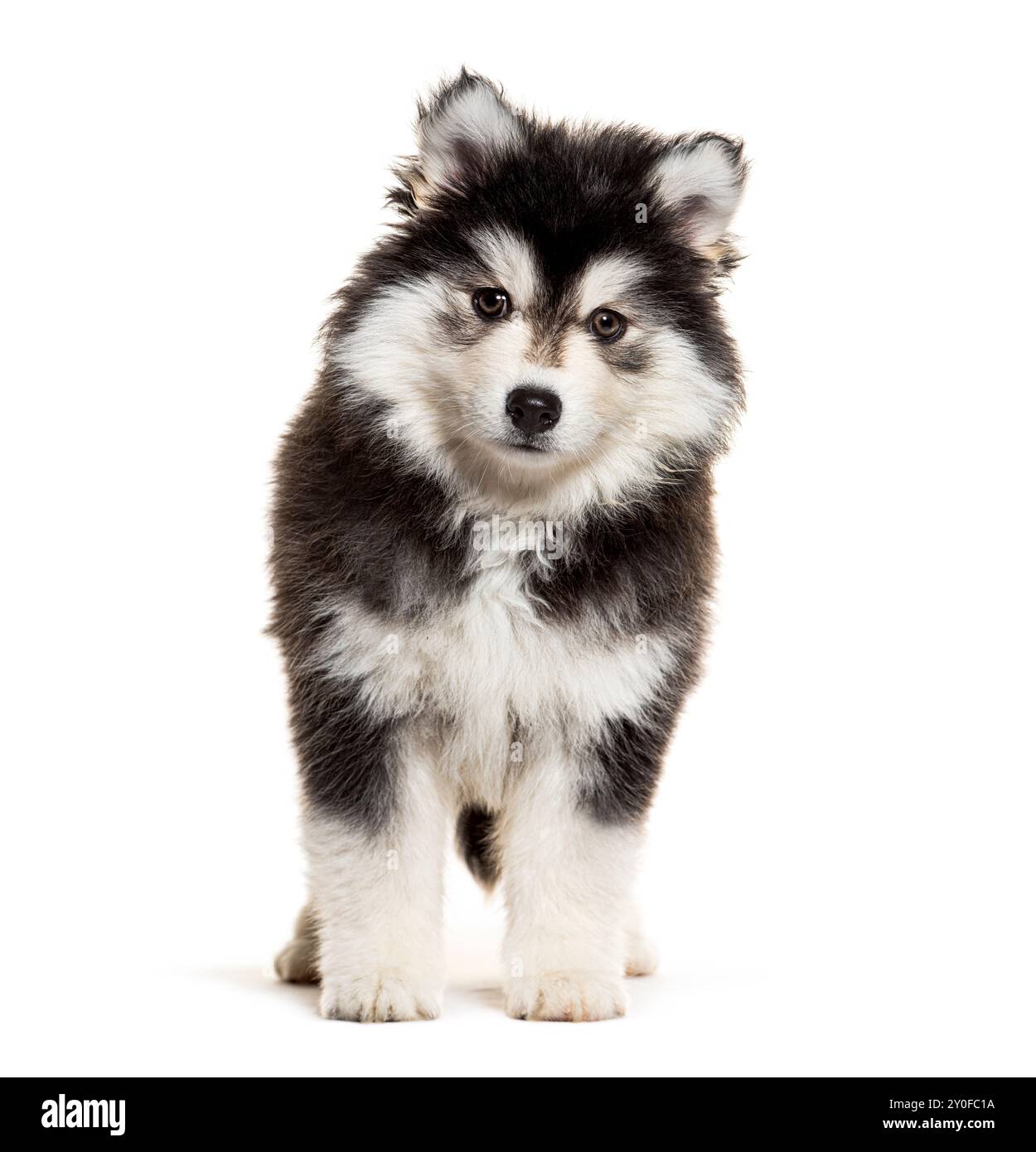 Nine weeks old Pomsky puppy standing and looking at camera isolated on ...