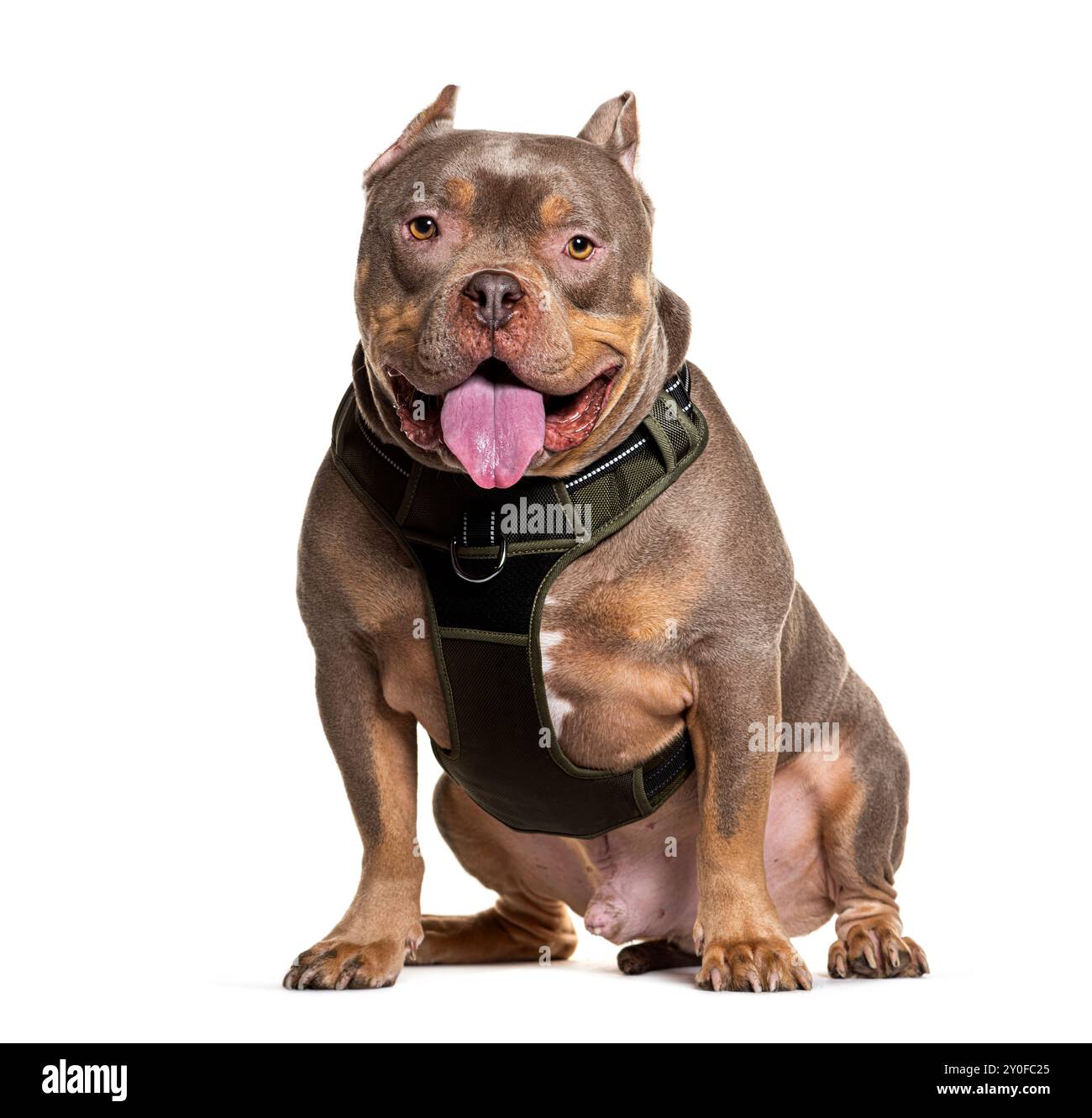 Well-trained American Bully wearing a harness sits smiling against a ...
