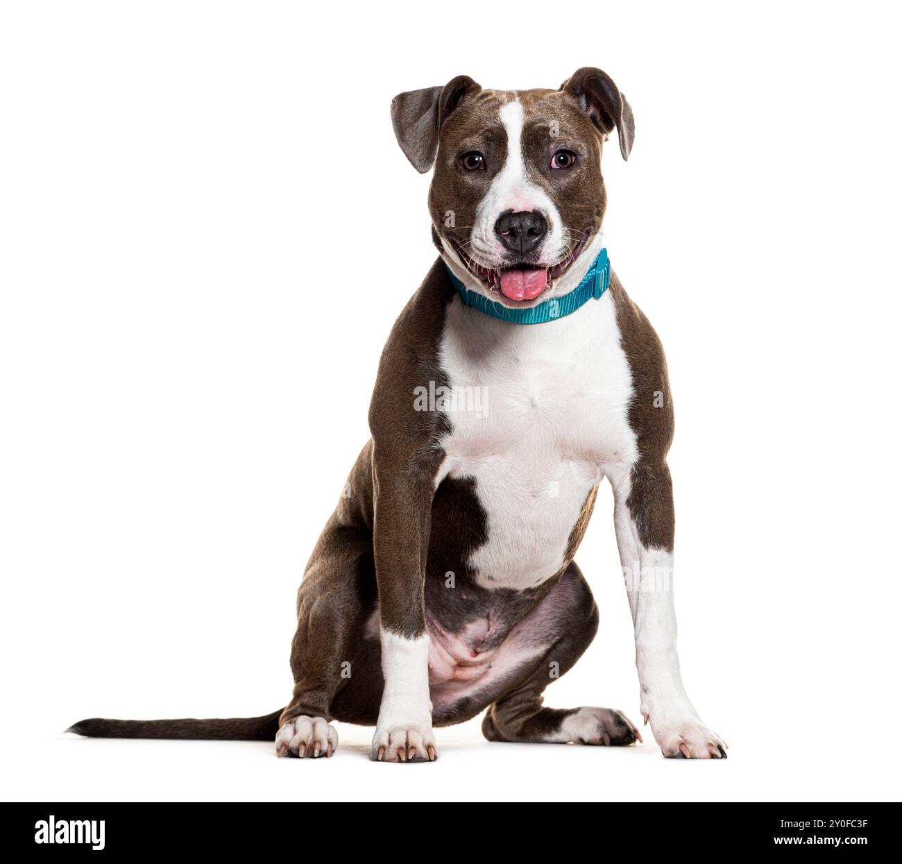 Cheerful American Staffordshire Terrier with a blue collar poses on a ...