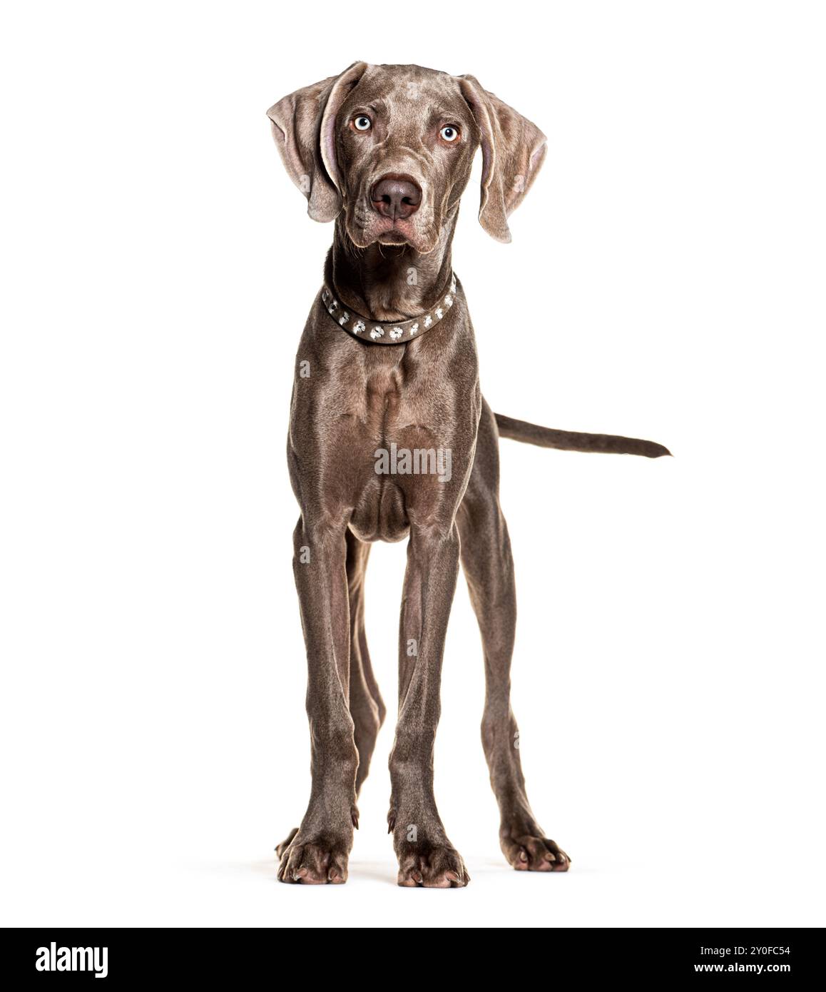 Weimaraner dog breed hi-res stock photography and images - Alamy