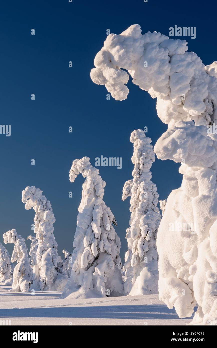 Winter sculptures - snowy trees resembling frozen beings on the summit ...