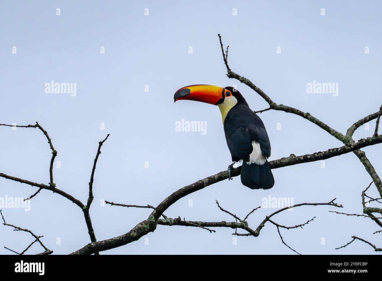 A Toco Toucan, Ramphastos toco, perched in a dead tree in San Jose de ...