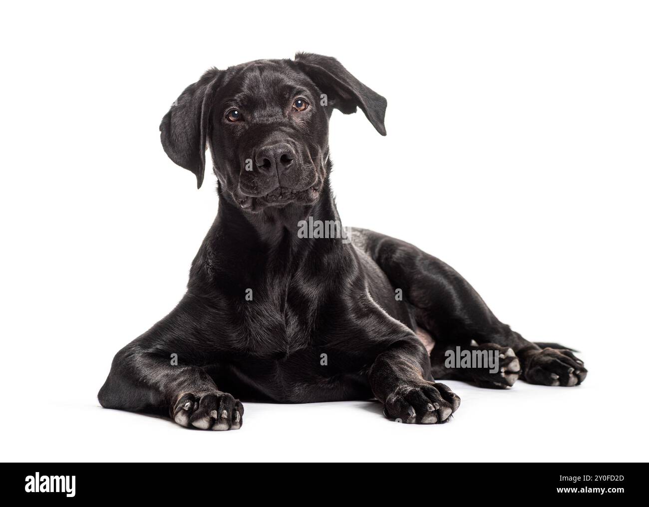 Black labrador retriever puppy lying down and looking curious on a ...