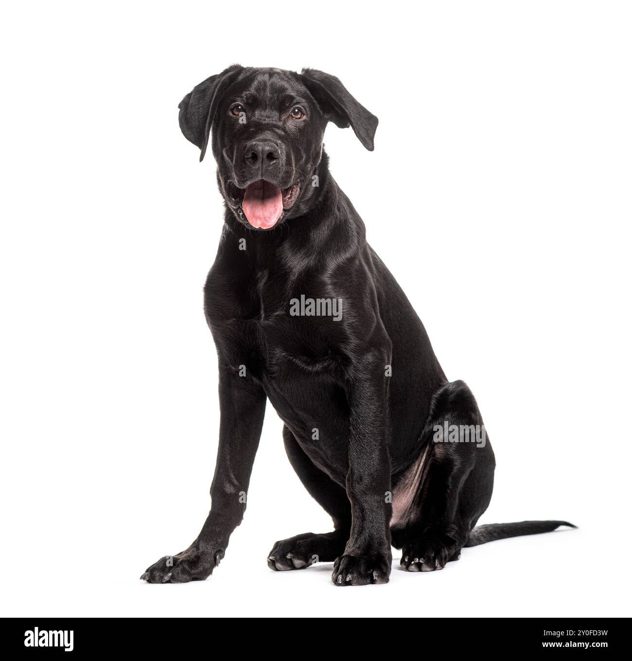 Black labrador retriever puppy dog is sitting and panting on white ...