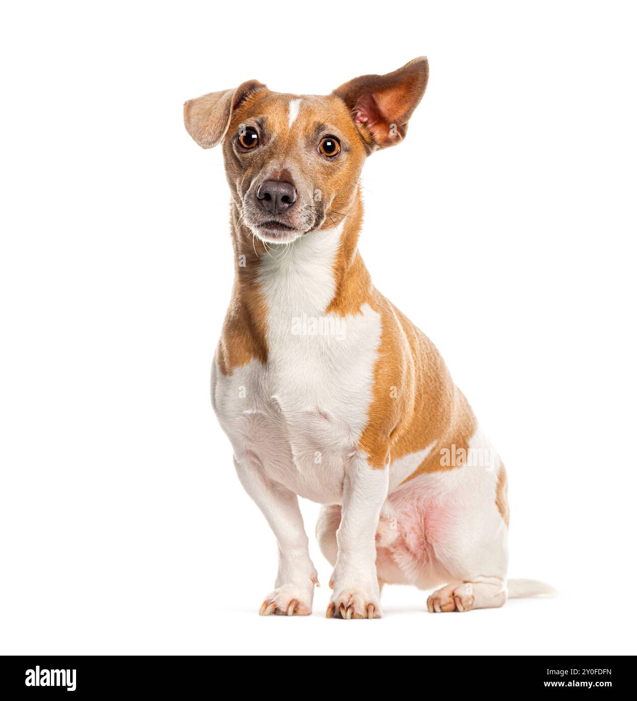 Adorable brown and white Jack russell terrier dog sitting and looking ...