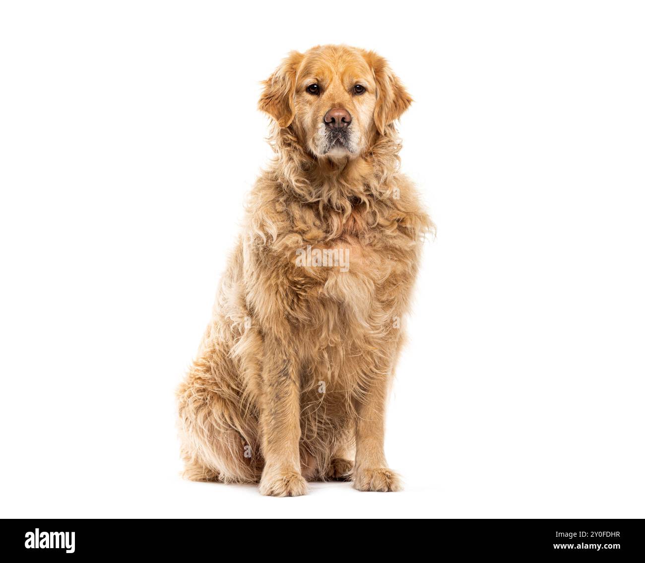 Full body of Old senior Golden retriever dog graying sitting and ...