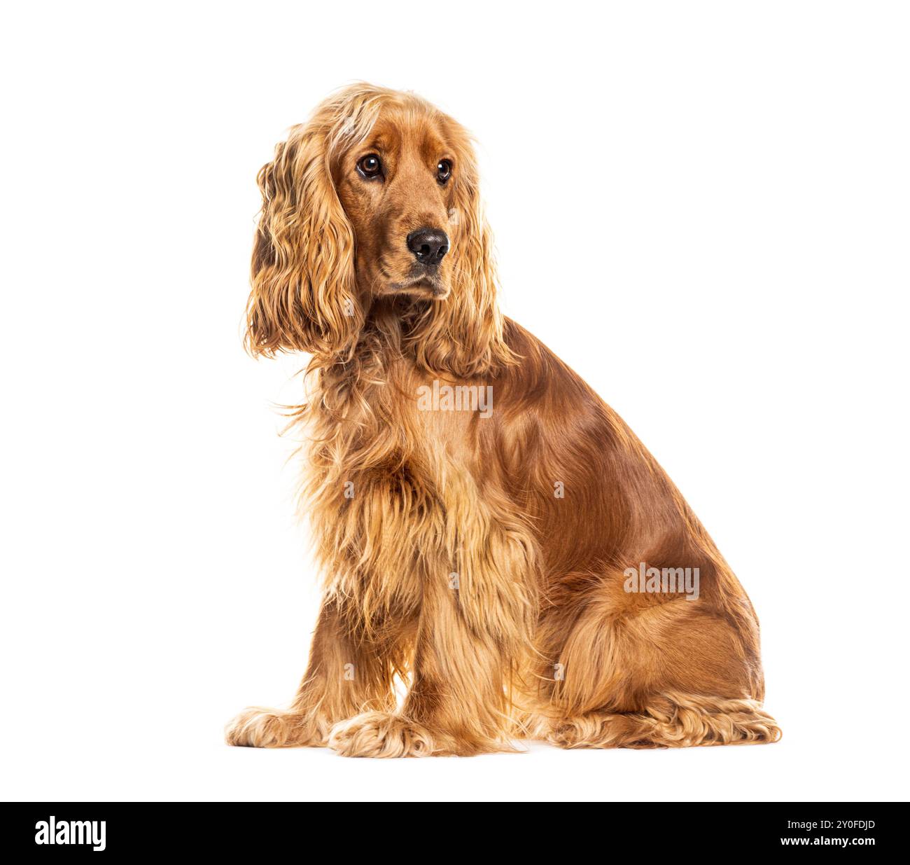 English cocker spaniel dog sitting and looking away on white background ...