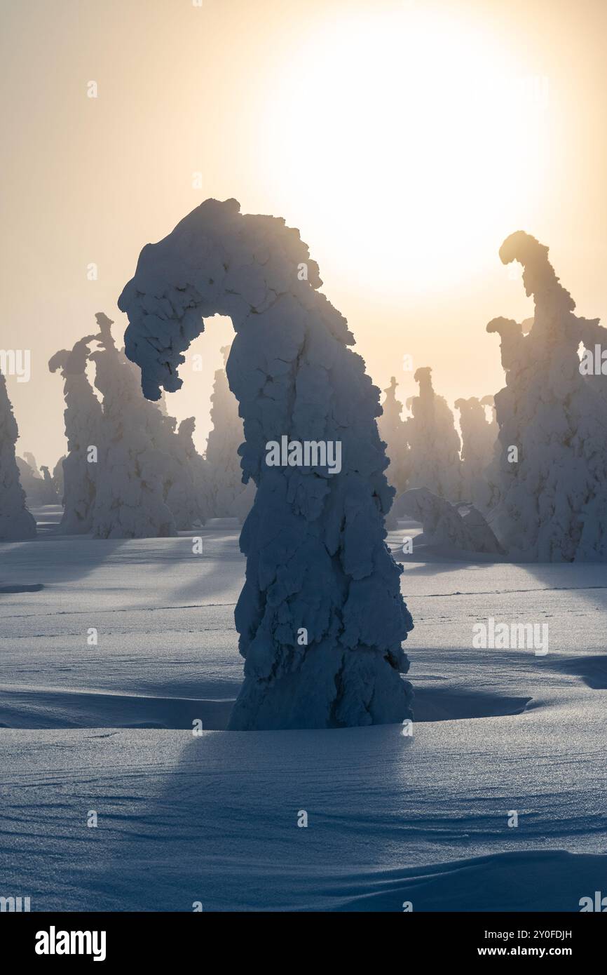 Arctic winter, frozen snowy trees, low sun in freezing fog, surreal ...