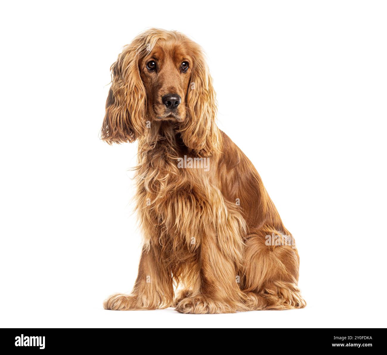 English cocker spaniel dog sitting and looking away on white background ...