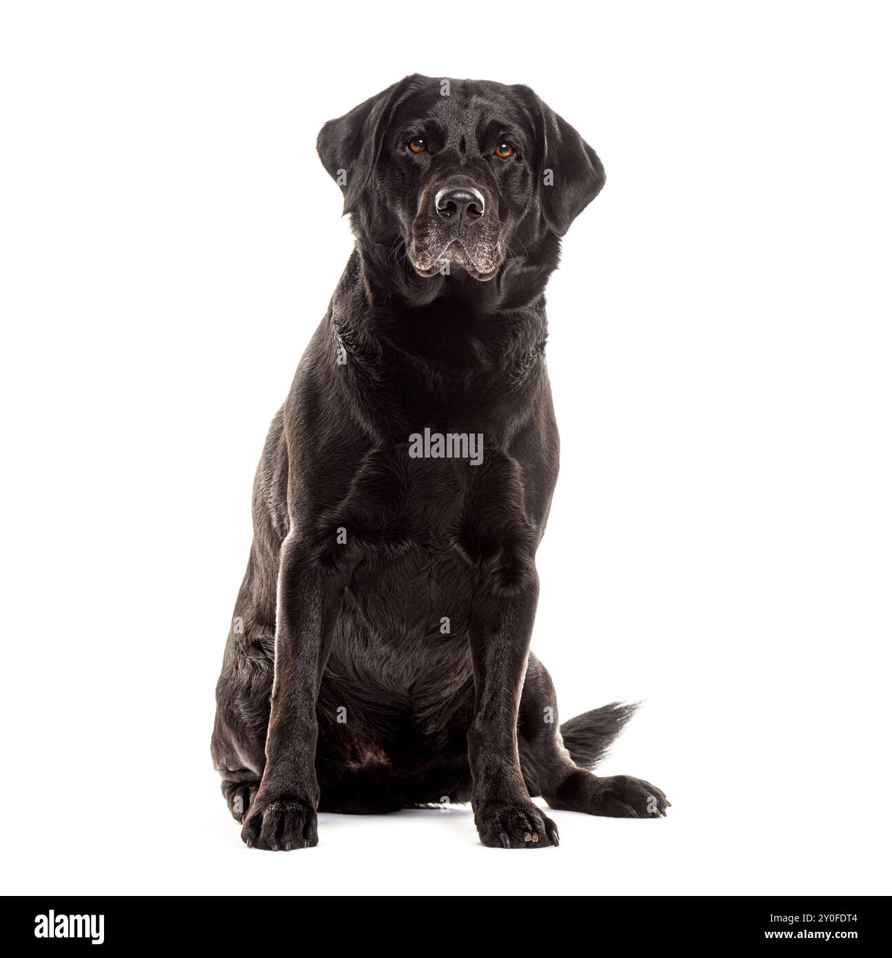 Old Senior greying black Labrador retriever looking at the camera ...