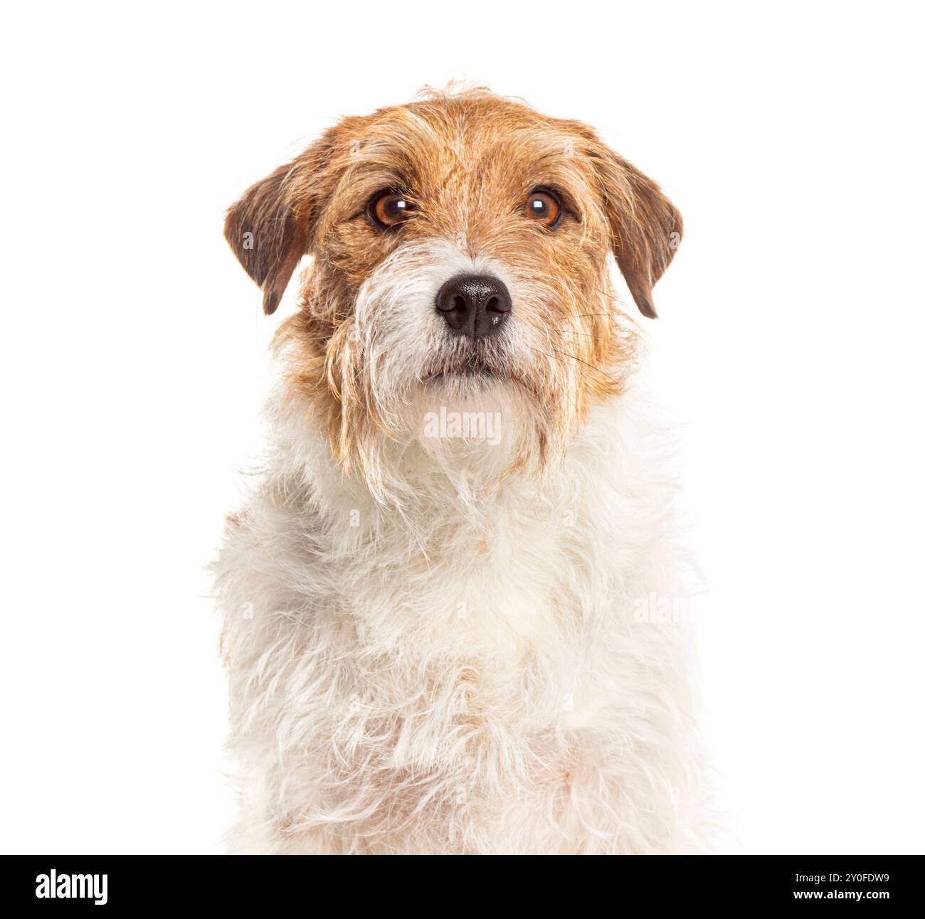 Cute wire haired jack russell terrier dog looking at camera on white ...
