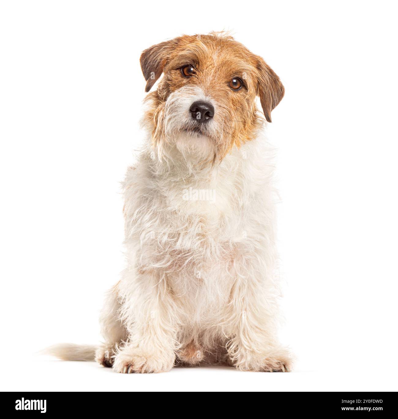 Jack russell terrier is calmly posing, sitting on the ground, with a ...