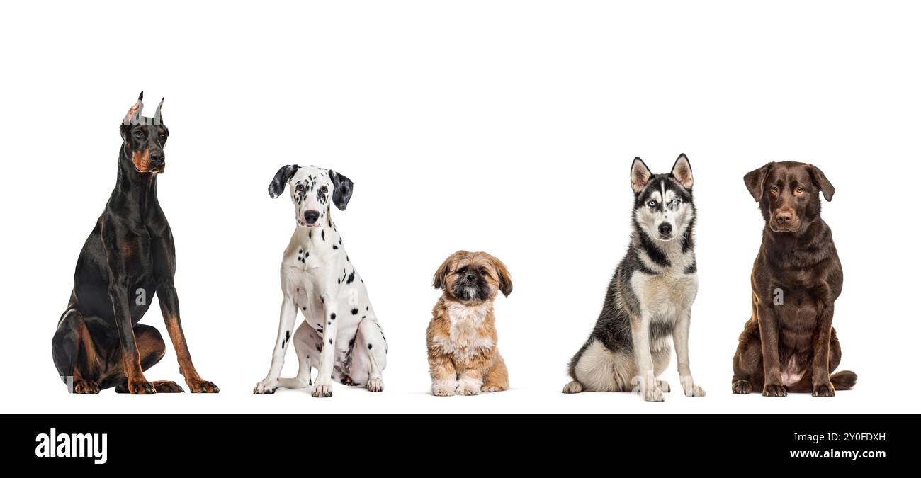 Five dogs of different breeds sitting together in a row, looking at the ...