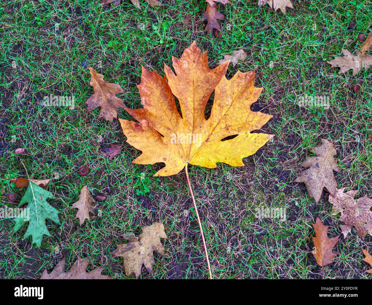 Bright yellow maple leaf and dried oak leaves laying on the ground ...