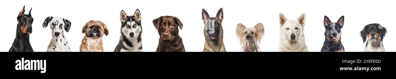 Portrait head shot of many different breed dogs side by side, isolated ...
