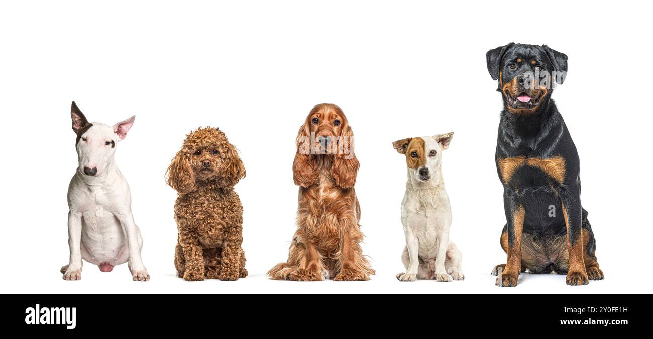 Five dogs of different breeds sitting together in a row, looking at the ...