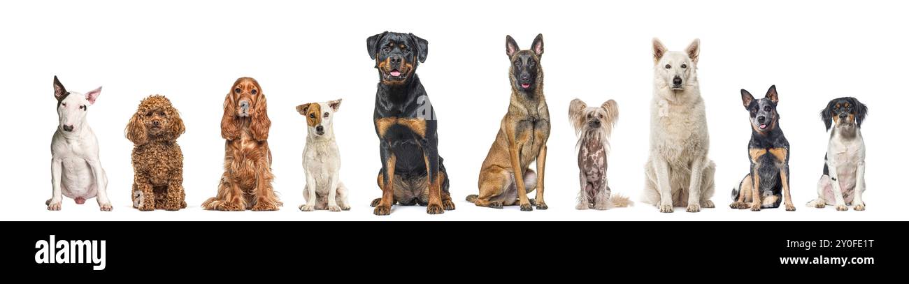 different breeds dogs sitting together in a row, looking at the camera ...