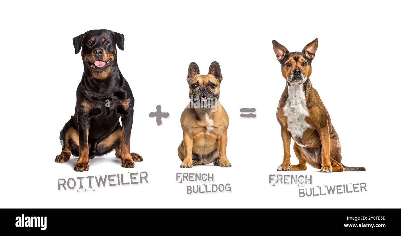 Illustration of a mix between two breeds of dog - rottweiler and french ...