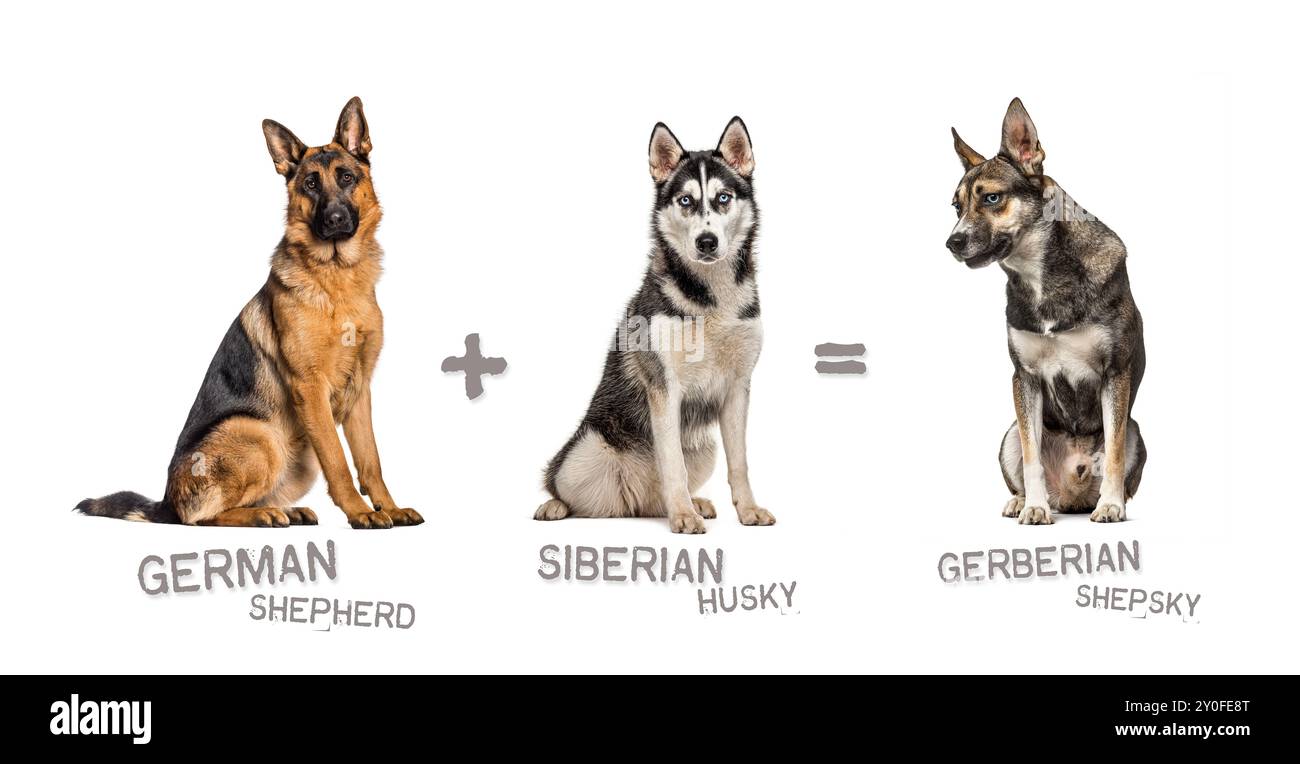 Husky german shepherd mix Cut Out Stock Images & Pictures - Alamy