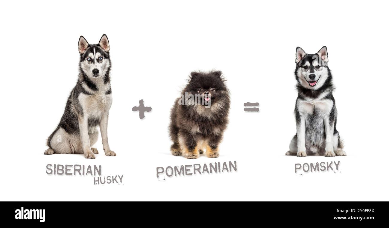 Illustration of a mix between two breeds of dog - Siberian Husky and ...