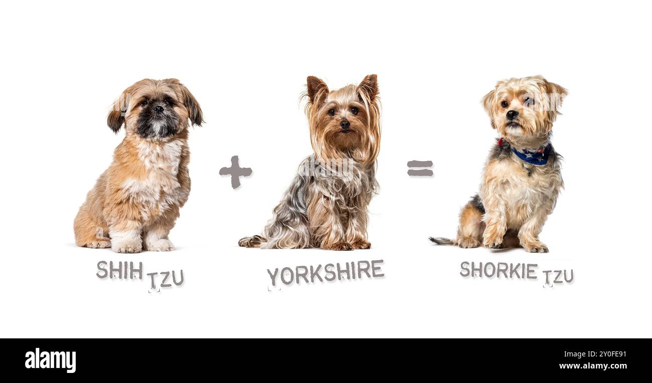 Illustration of a mix between two breeds of dog - shih tzu and ...