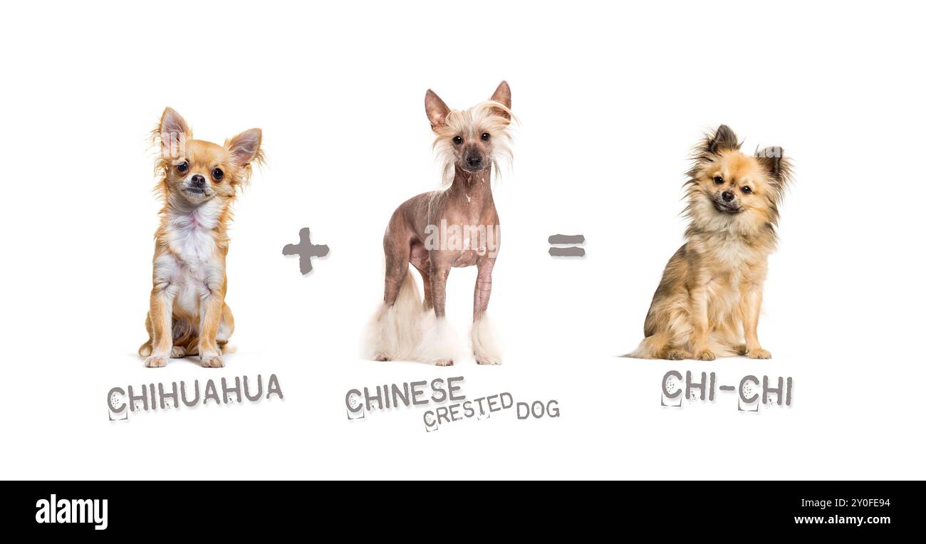 Illustration of a mix between two breeds of dog - chihuahua and chinese ...