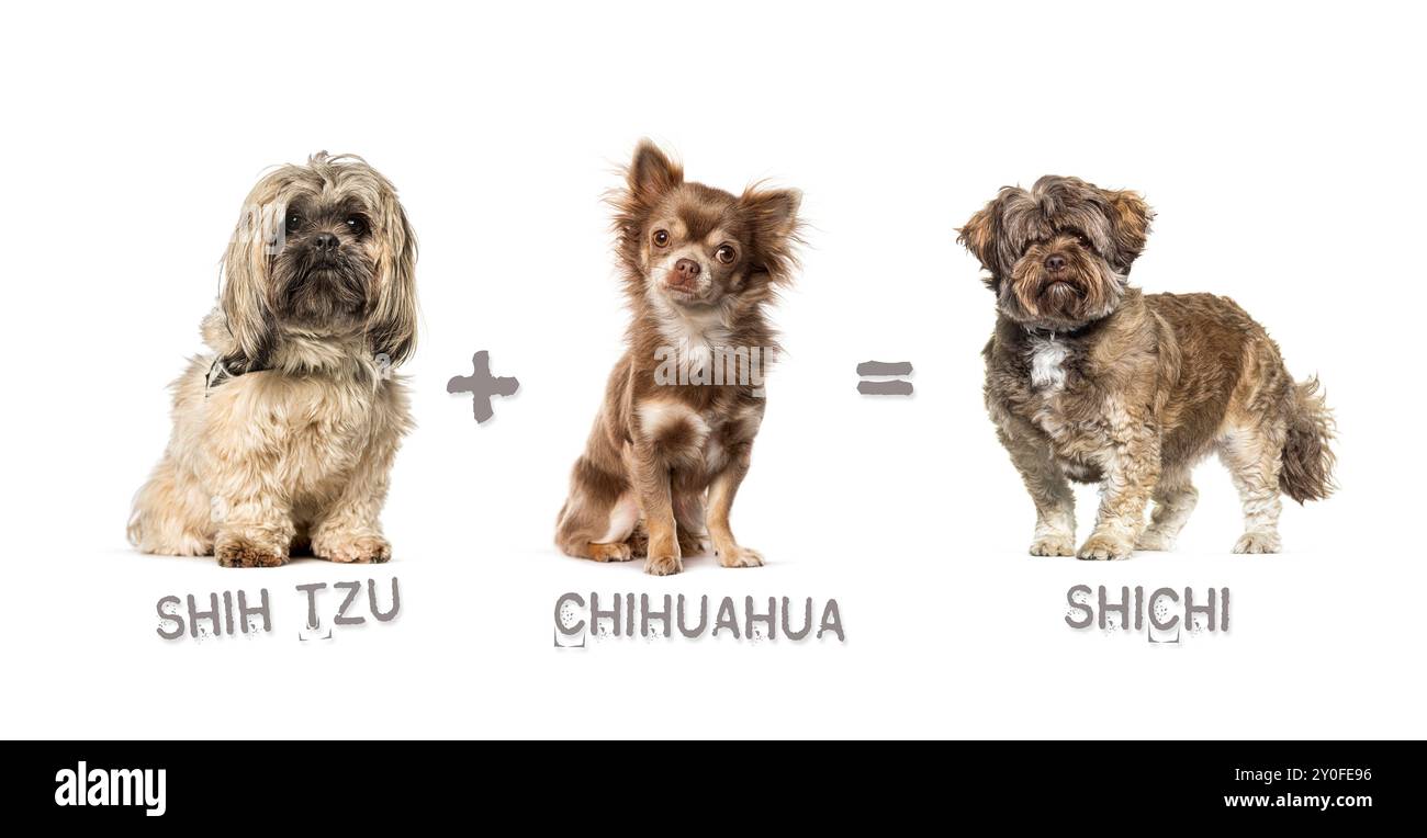 Illustration of a mix between two breeds of dog - chihuahua and shih tzu giving birth to a ...