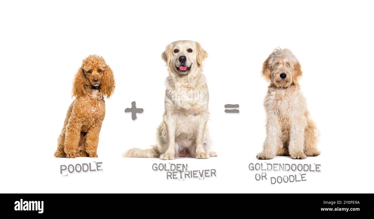 Golden Retriever And Poodle