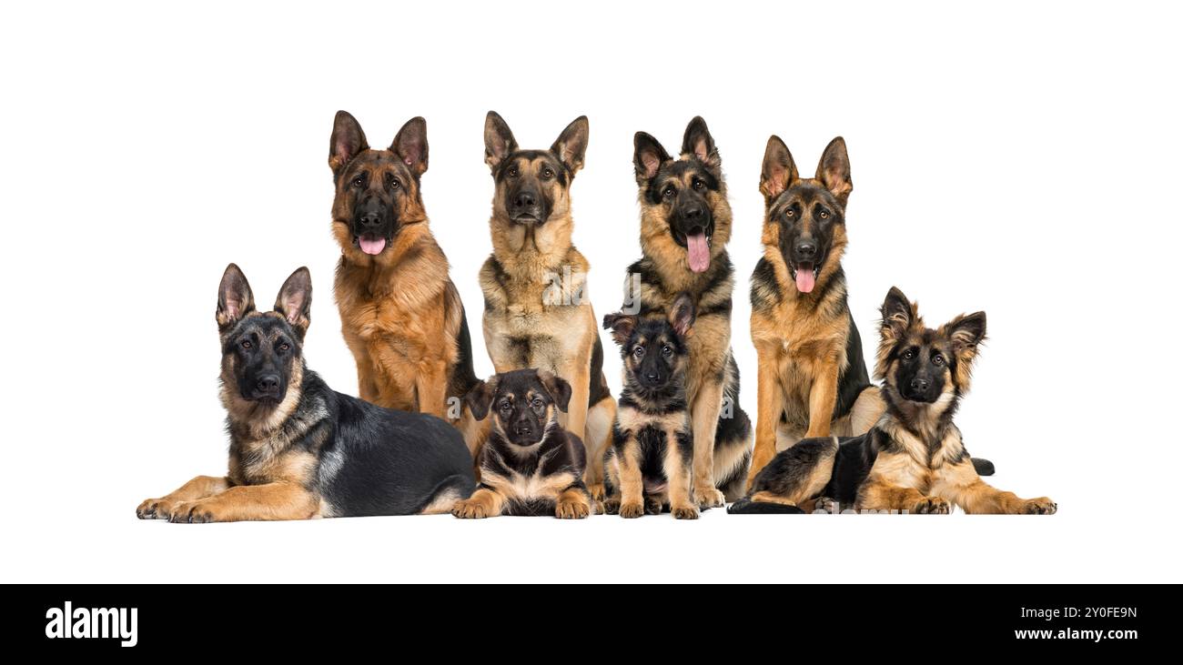 Large group of german shepherd dogs posing together on a white ...