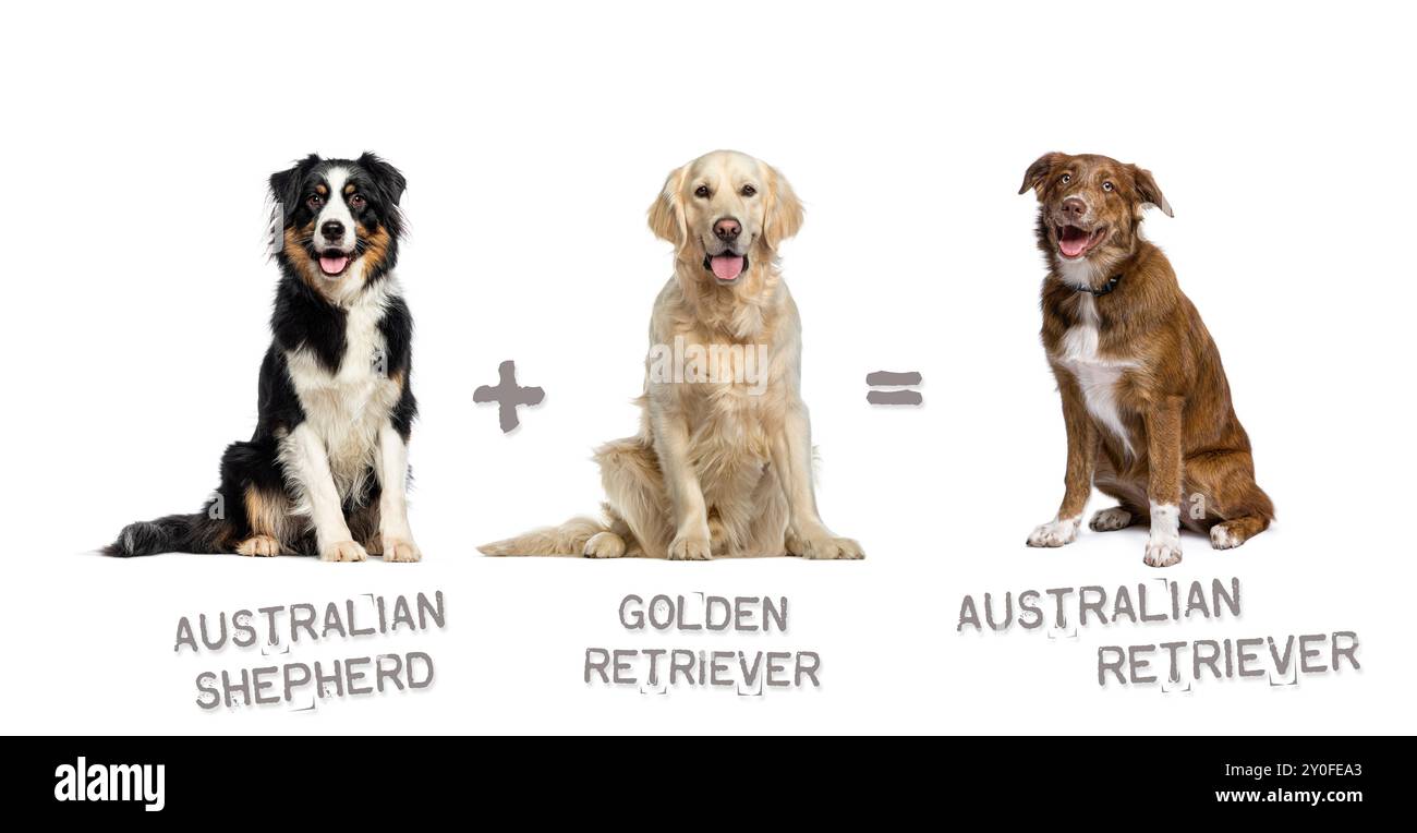 Illustration of a mix between two breeds of dog - australian shepherd ...