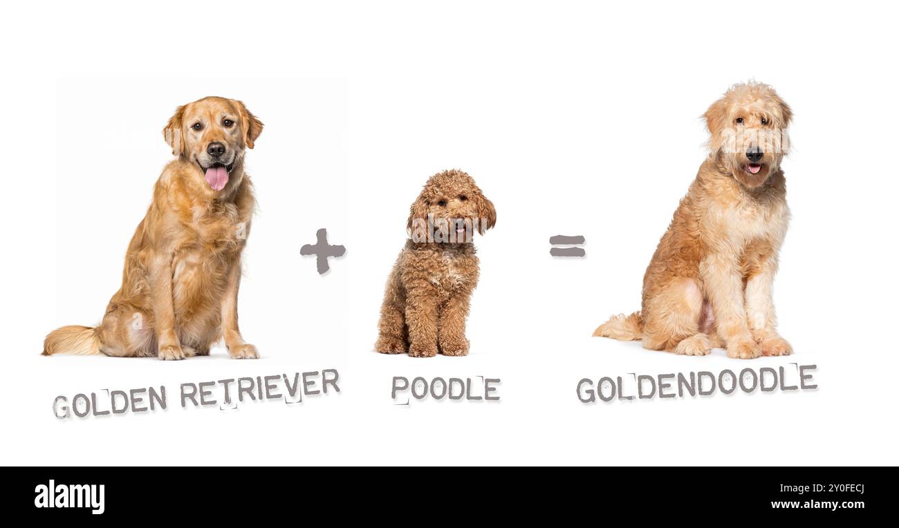 Illustration of a mix between two breeds of dog - Golden retriever and ...