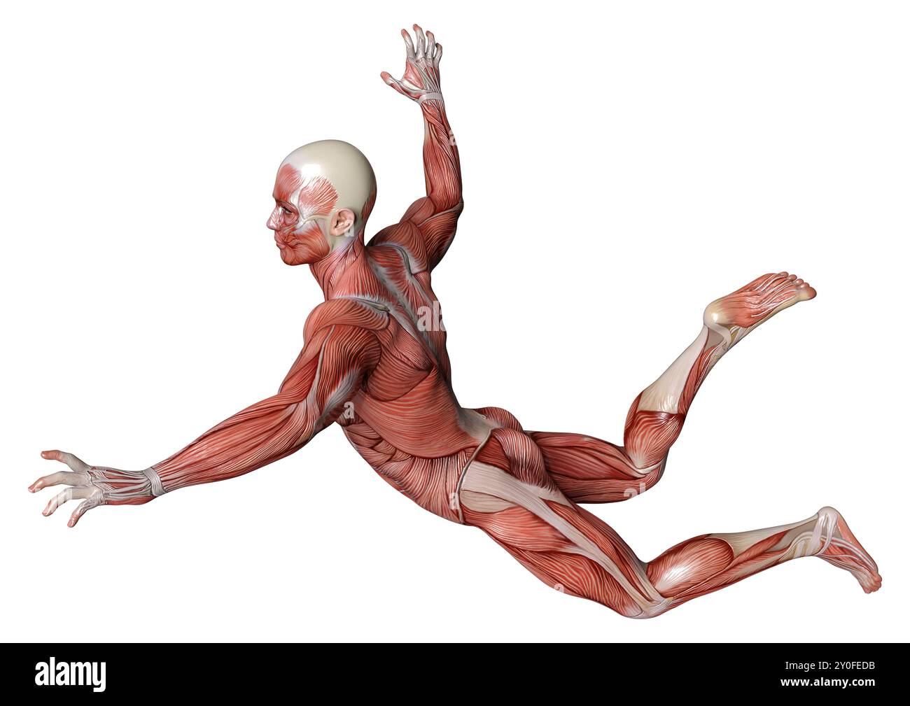 3D rendering of a male figure with muscle maps isolated on white ...