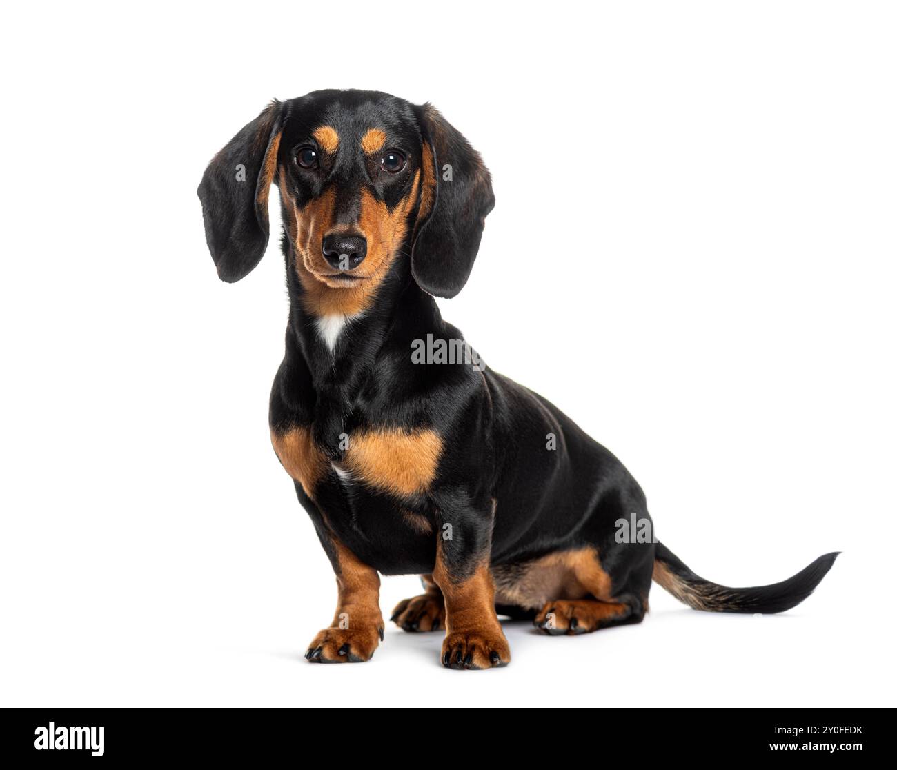 Cute dachshund puppy dog sitting on a white background and looking ...