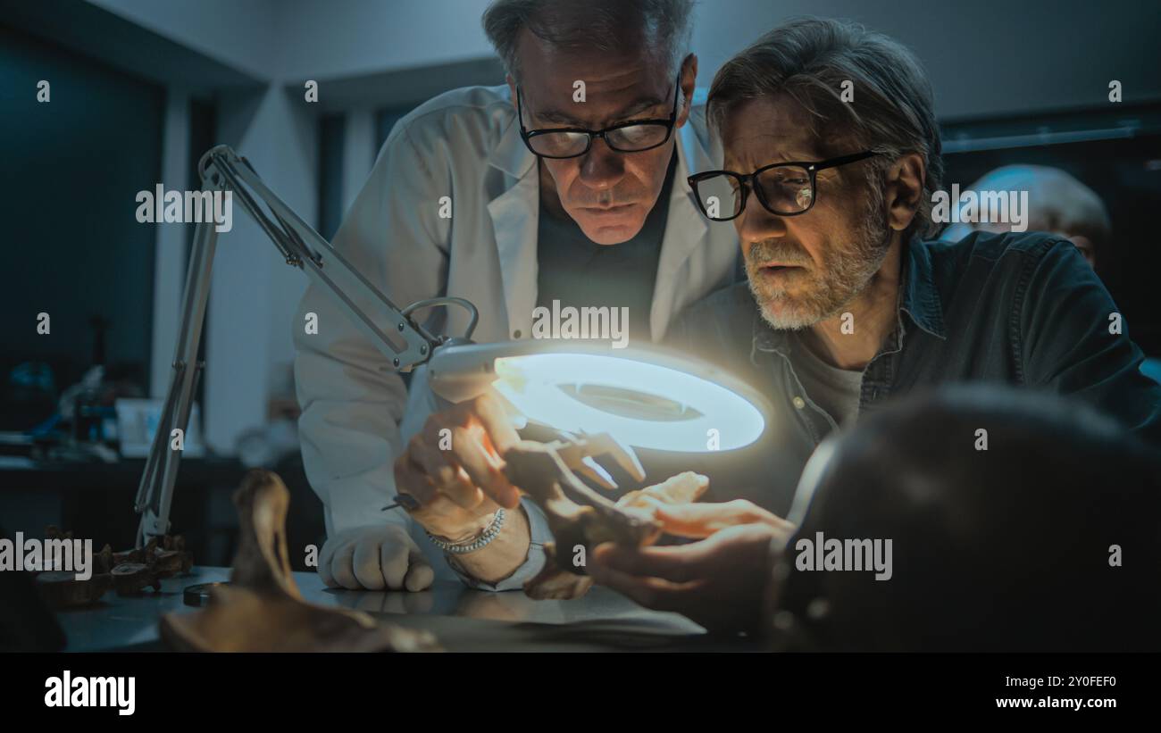 Mature archaeologist measures fossil bone with measuring tool, examines ...