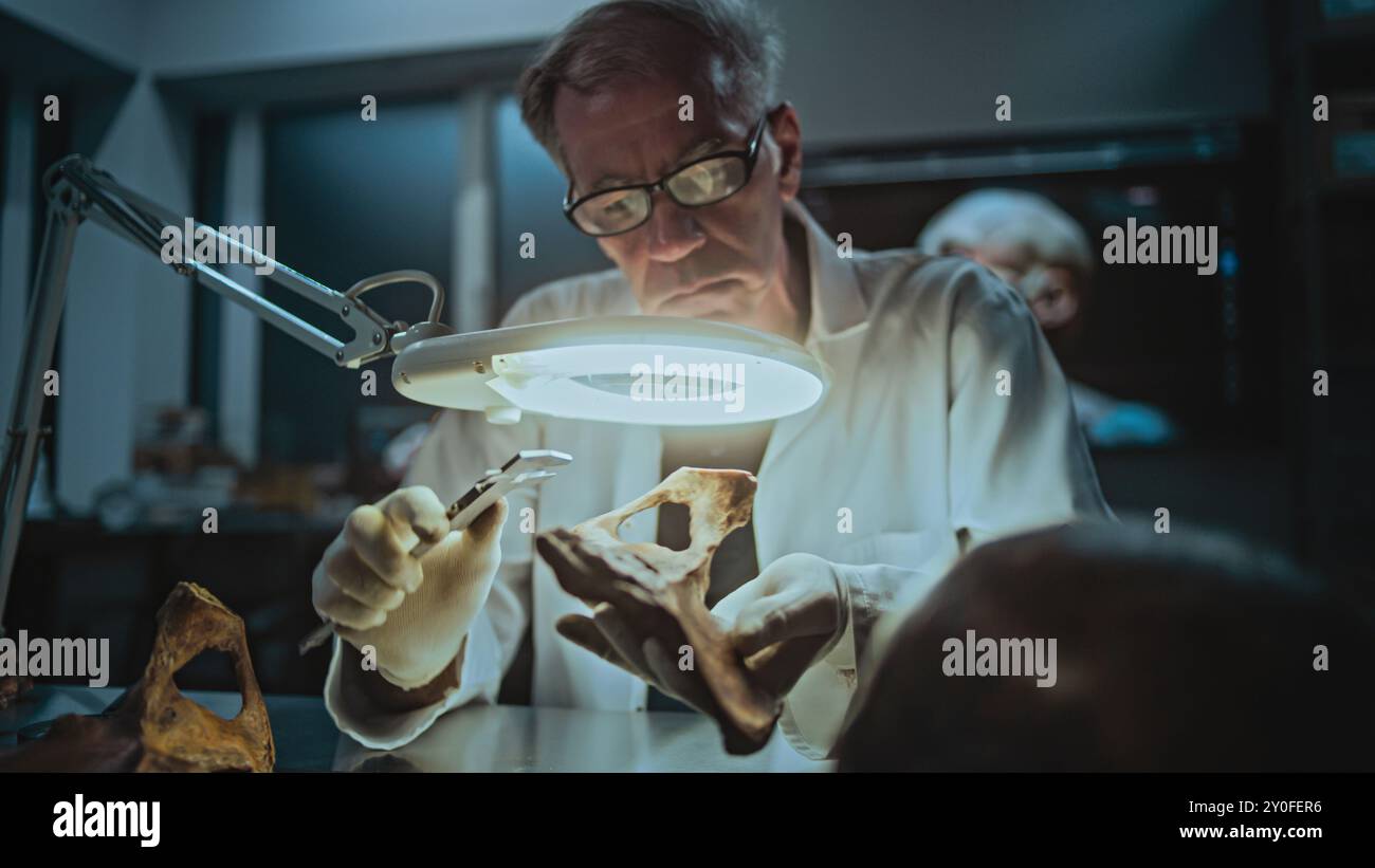 Senior archaeologist takes measurements of fossil bones using measuring ...