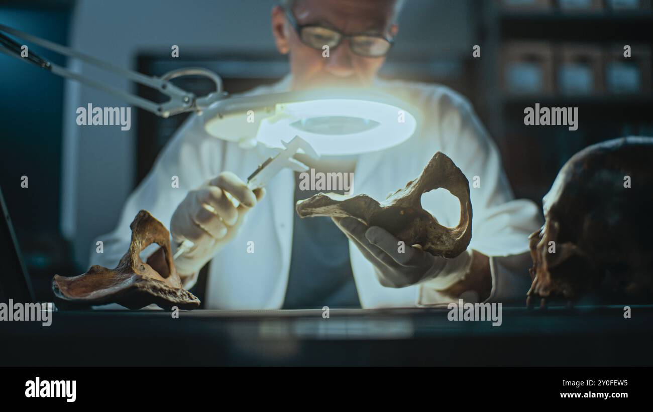 Senior archaeologist takes measurements of fossil skull using ...