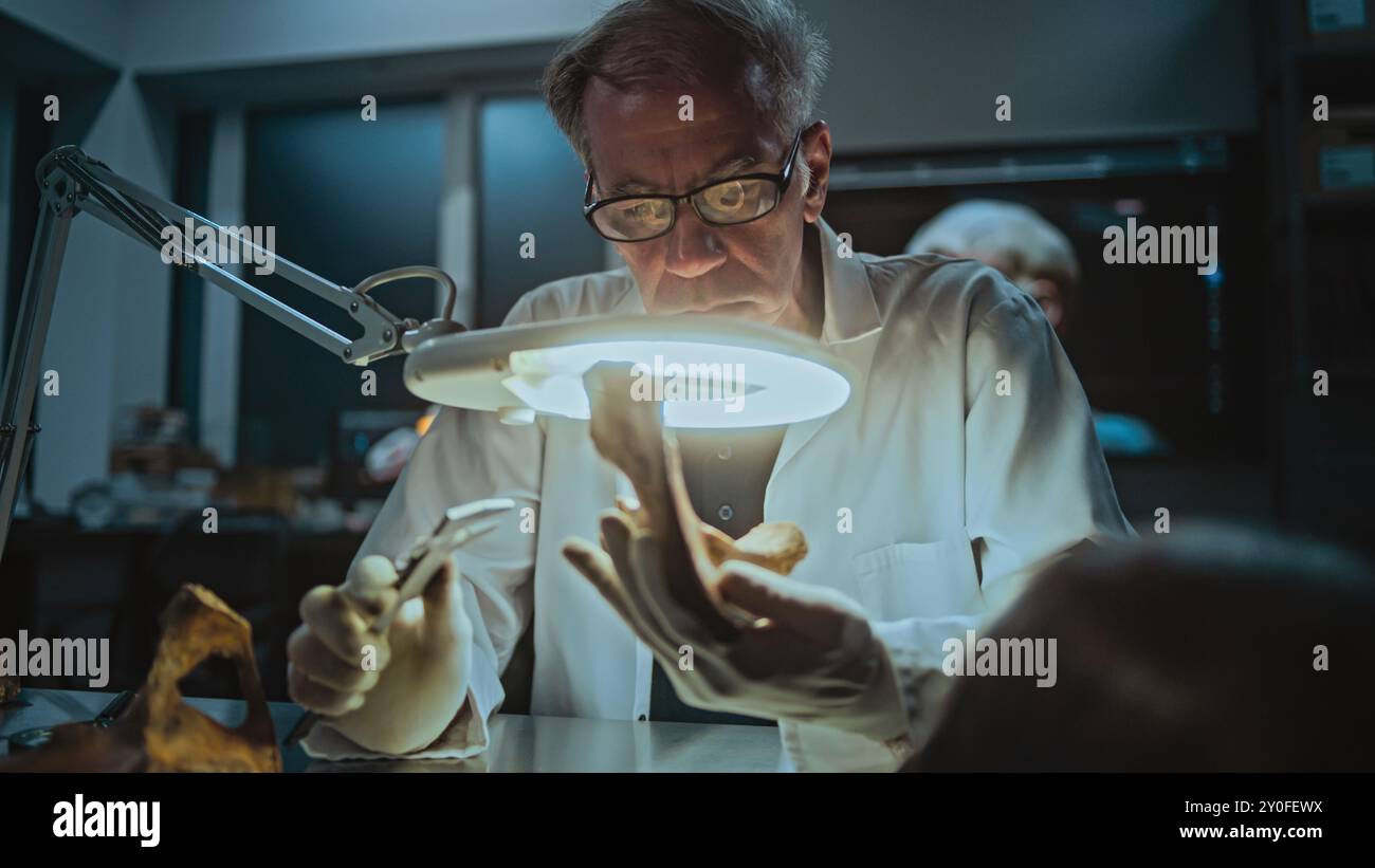 Senior archaeologist takes measurements of fossil bones using measuring ...