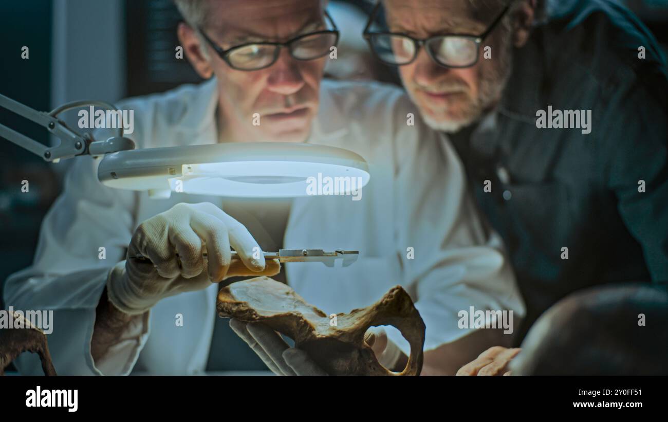 Senior archaeologist takes measurements of fossil bone using measuring ...