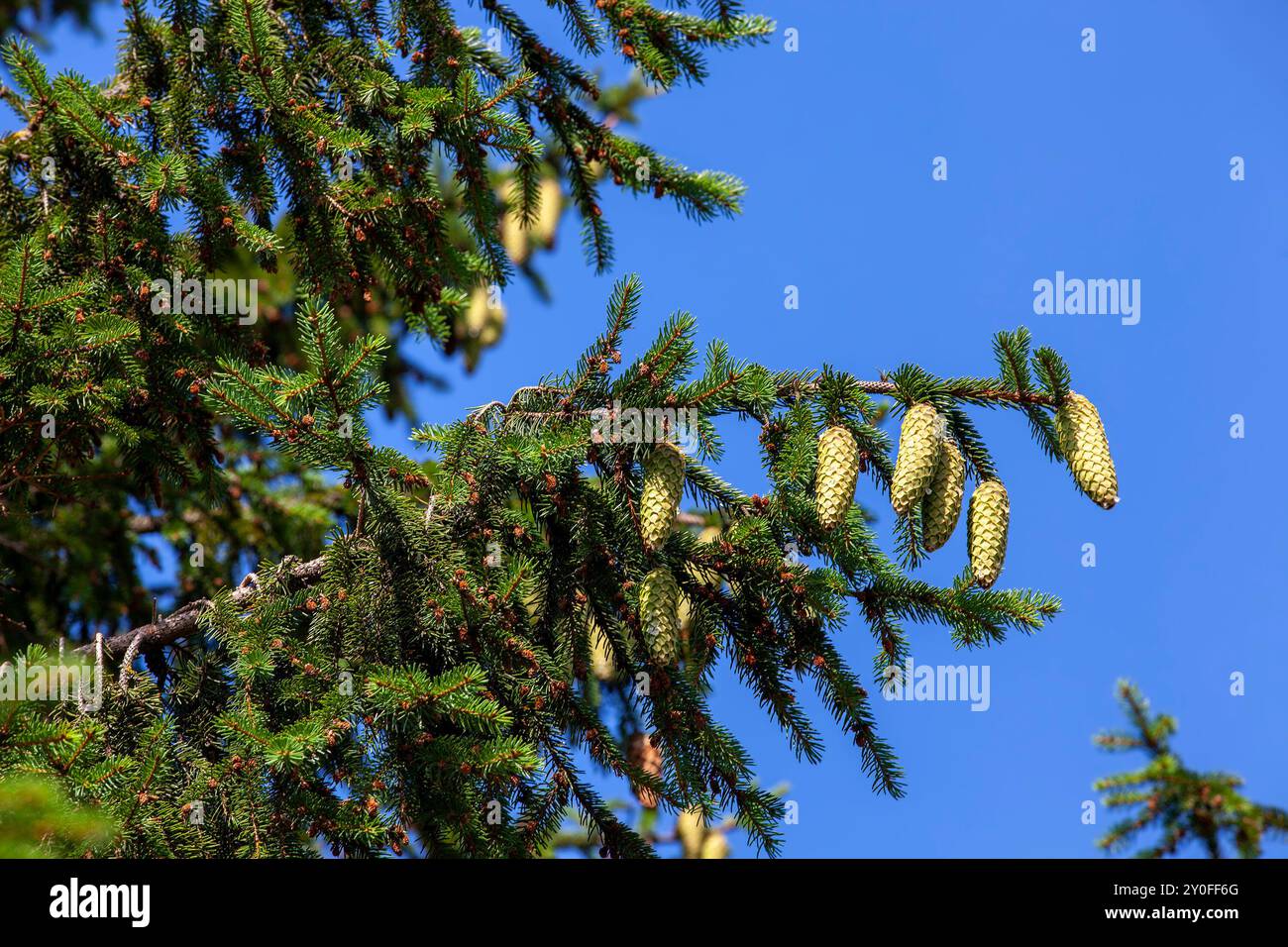 green needles on a tall spruce tree with cones, beautiful long cones on ...