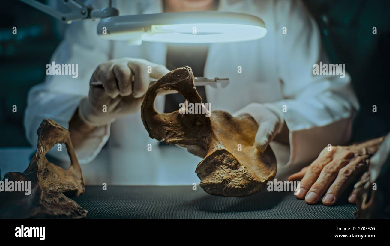Senior archaeologist or scientist measures fossil bone using ...