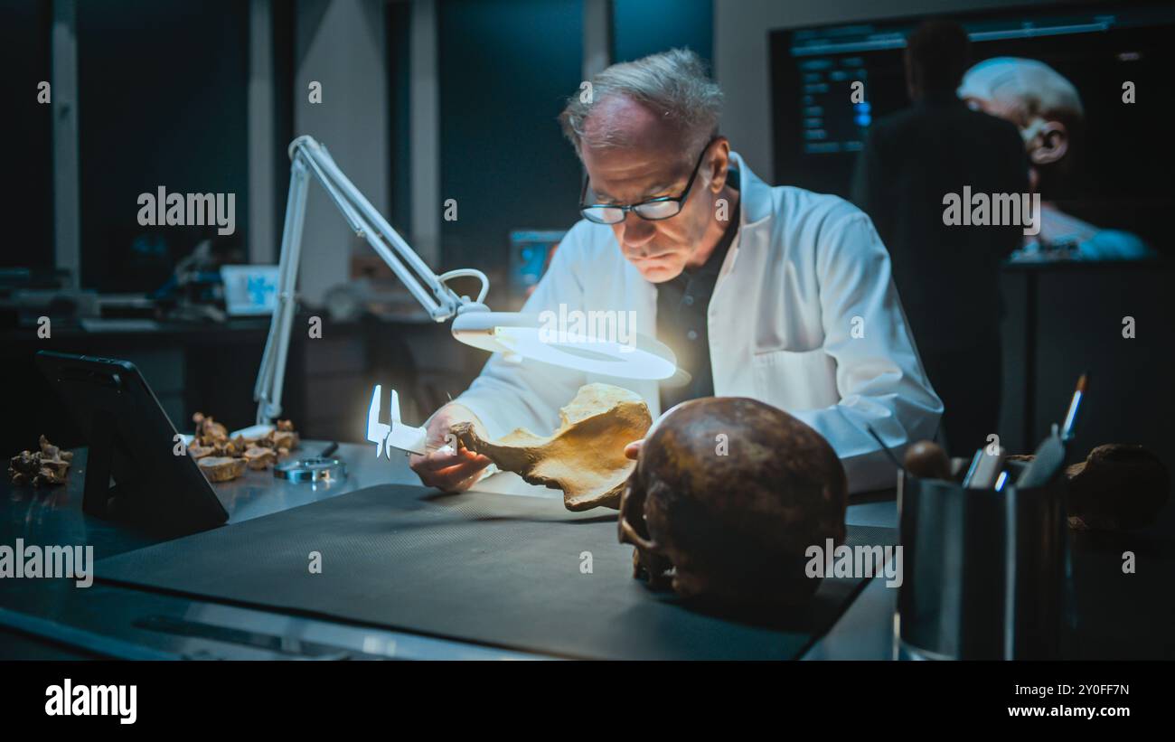 Senior archaeologist measures and studies fossil bones under lamp with ...
