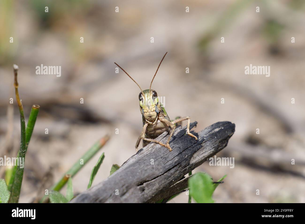 Brown locust hi-res stock photography and images - Alamy
