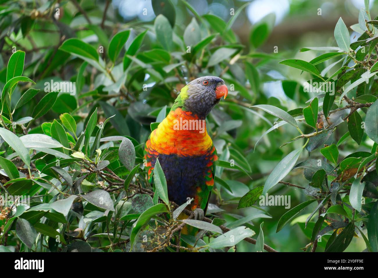 Beautiful rainbow lorikeet on hi-res stock photography and images - Alamy