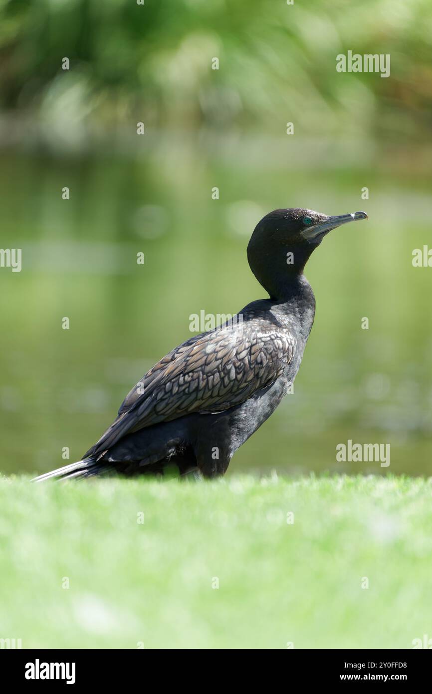 Beautiful cormorant standing lake hi-res stock photography and images ...