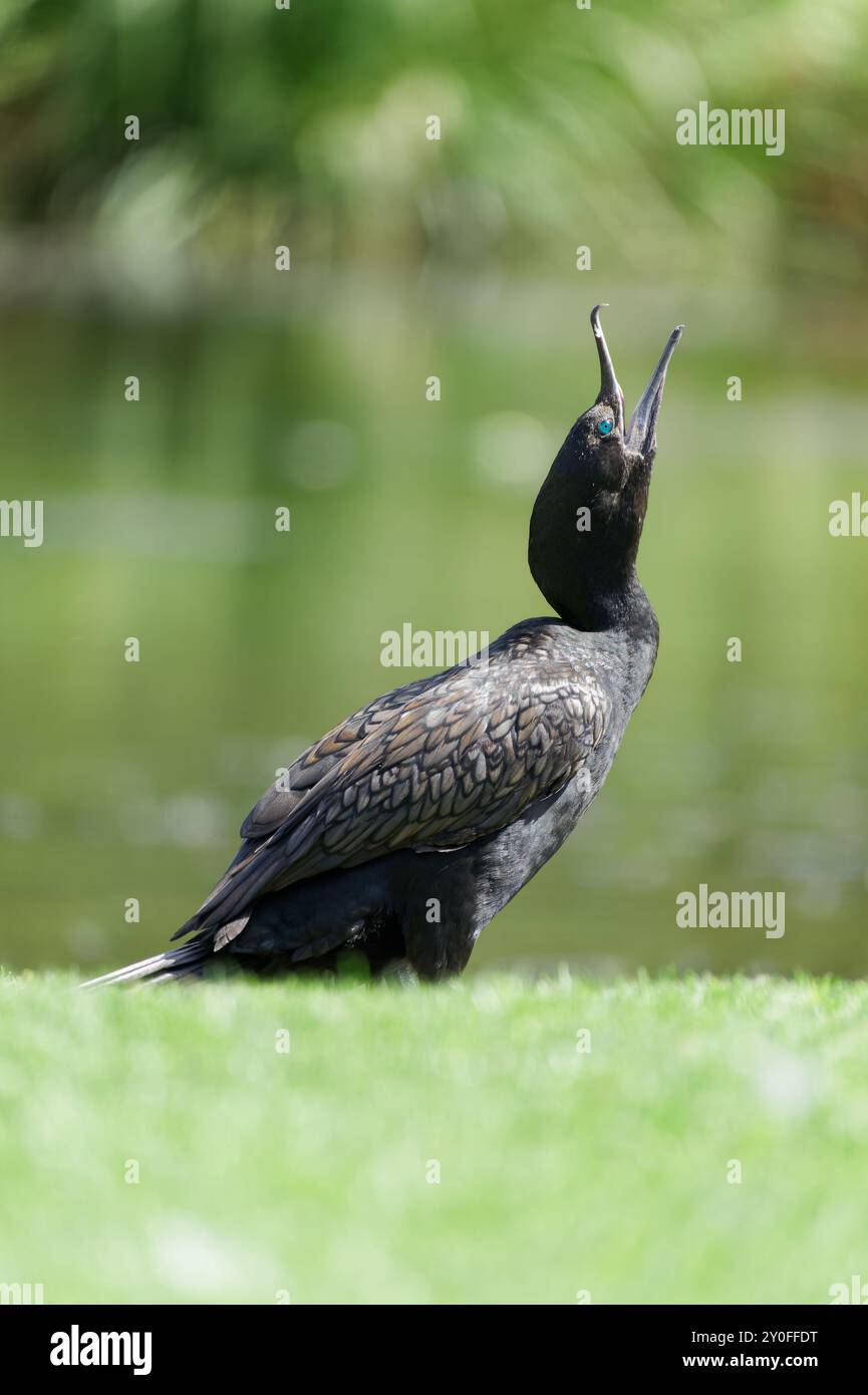 Beautiful cormorant standing lake hi-res stock photography and images ...