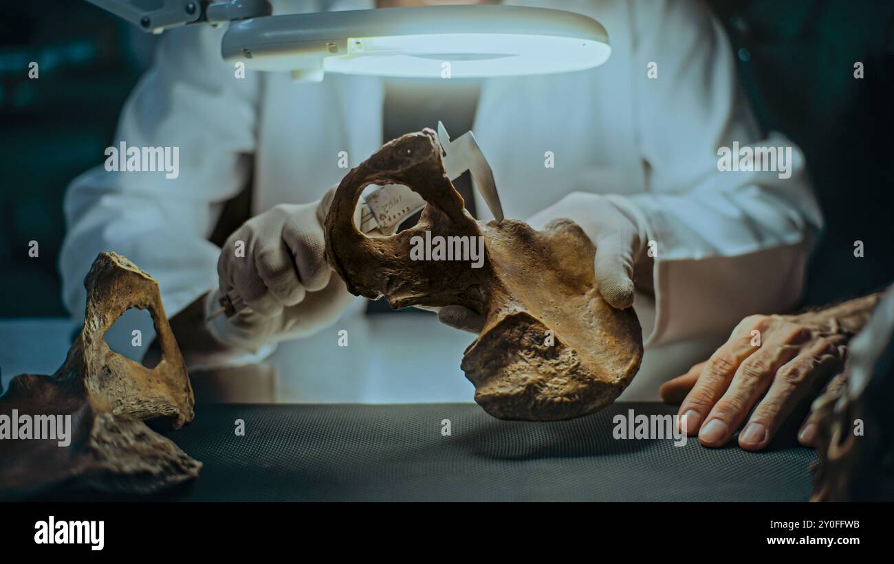 Senior archaeologist or scientist measures fossil bone using ...