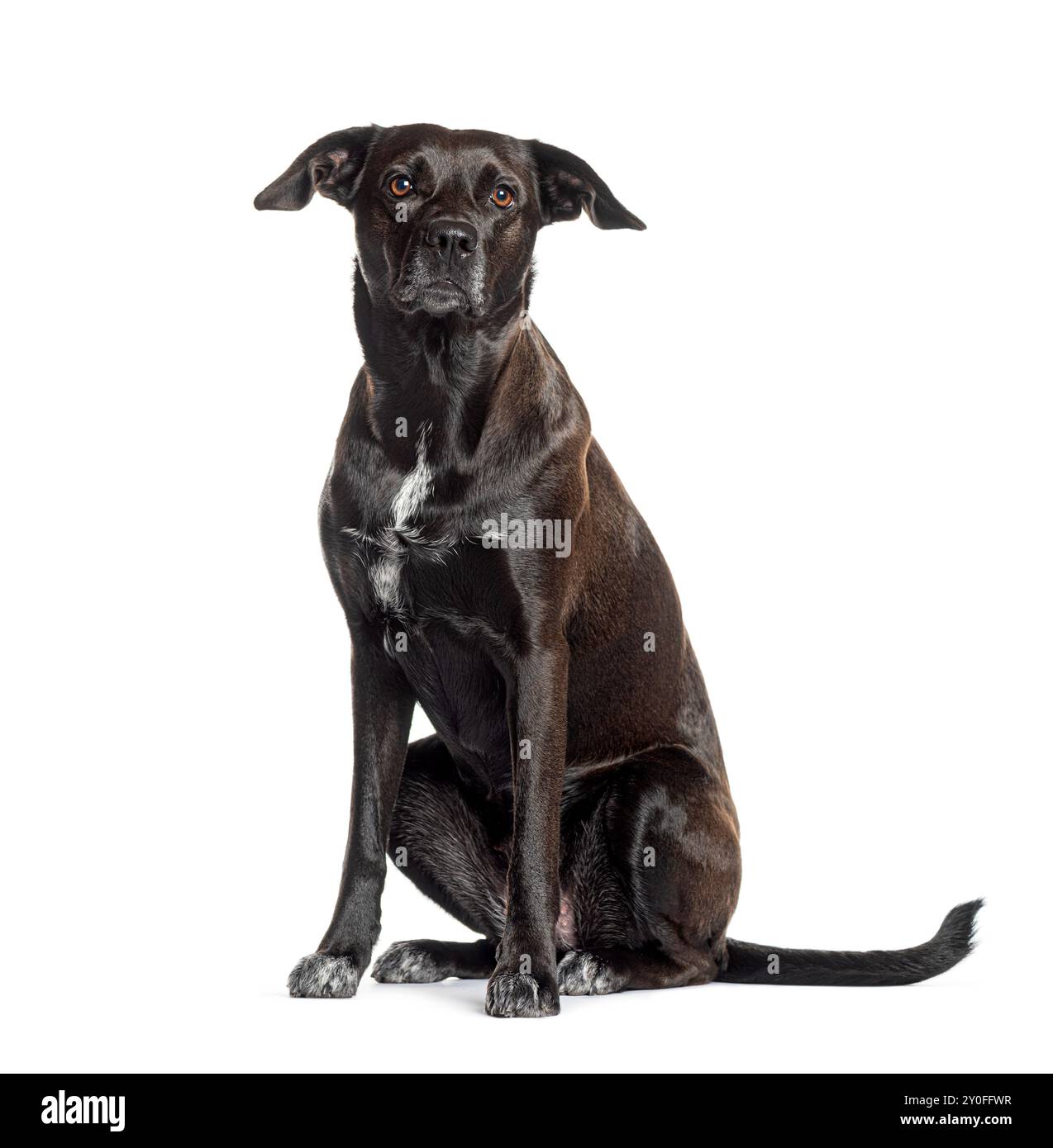 Black labrador crossbreed dog sitting and looking up, isolated on white ...