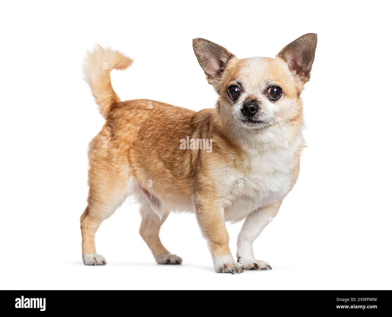Short haired fawn and white chihuahua standing on white background ...